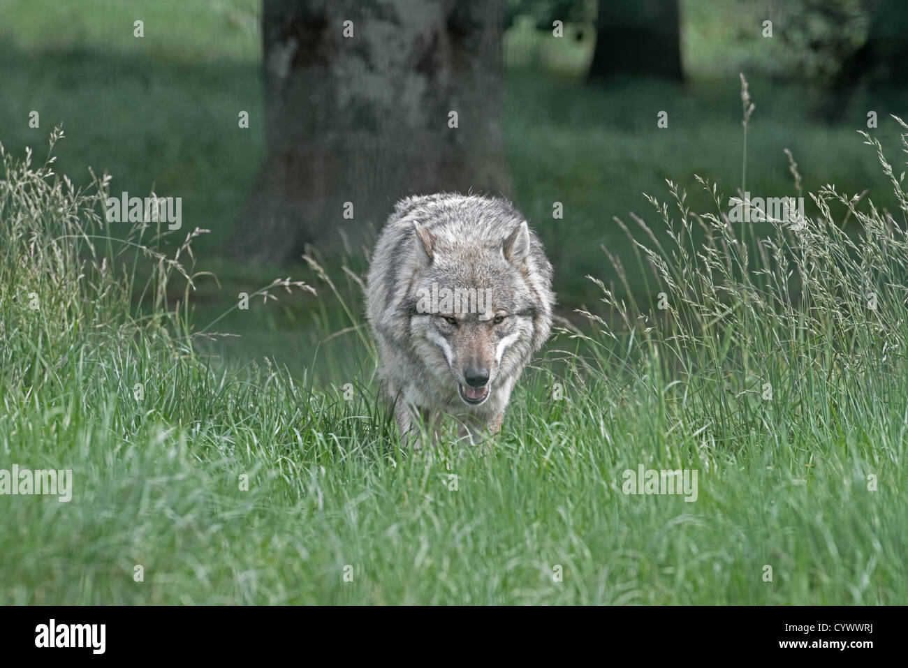 WOLF EUROPEAN GRAY. CANIS LUPUS Stock Photo - Alamy