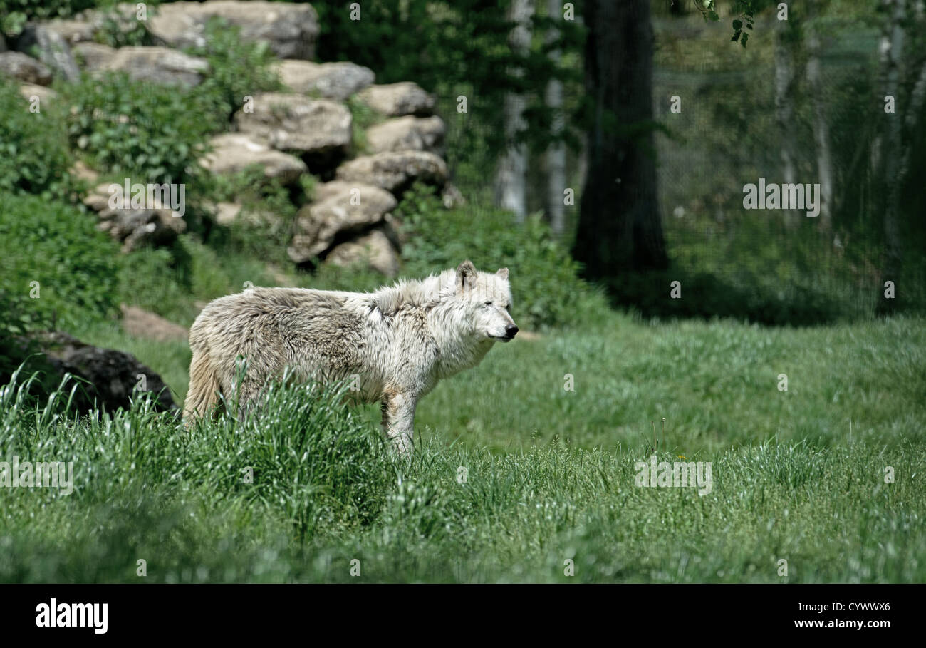 European wolf canis wild hi-res stock photography and images - Alamy
