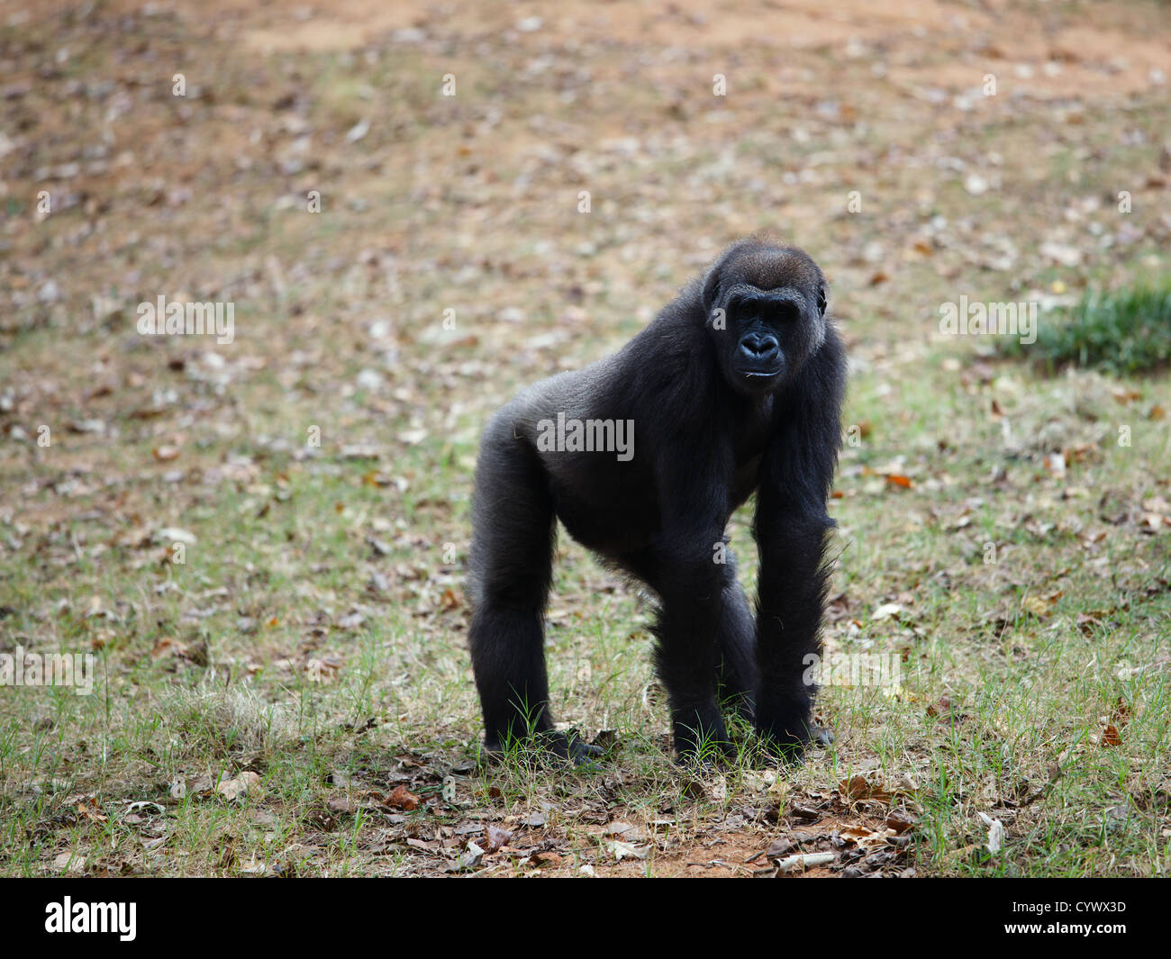 chimpanzee at the zoo Stock Photo - Alamy