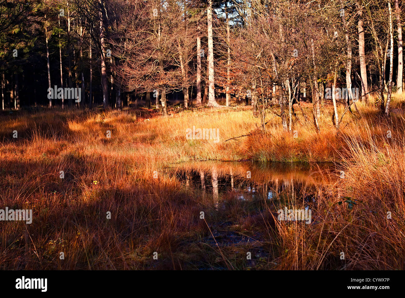 small swamp and pond in wild autumn forest Stock Photo - Alamy