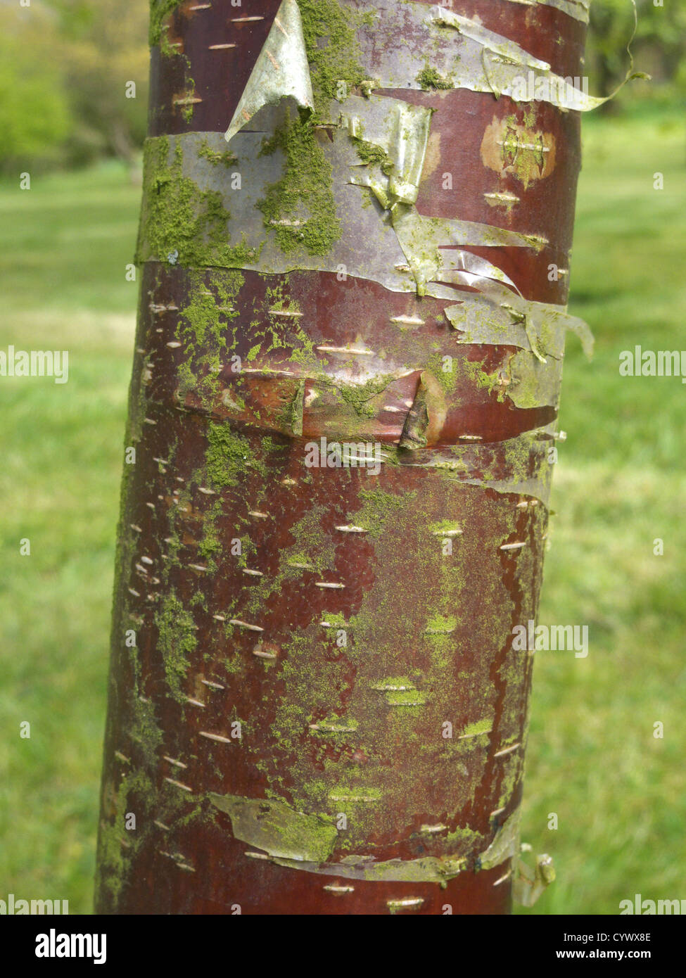 Bark of Betula albosinensis ( Chinese Red Birch Tree Stock Photo - Alamy
