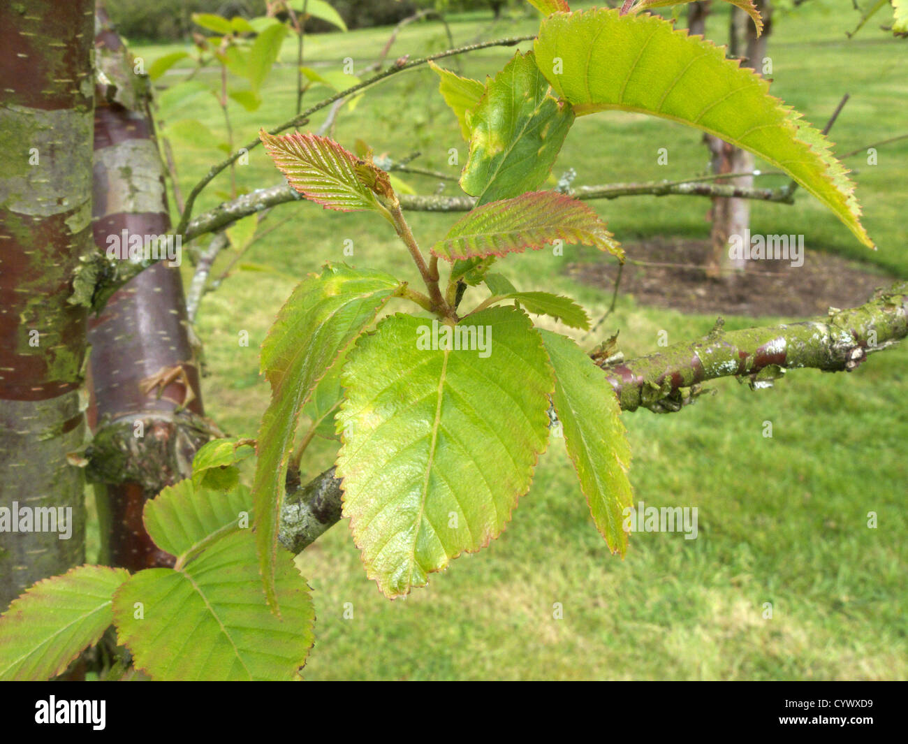 Betula albosinensis ( Chinese Red Birch Tree Stock Photo - Alamy