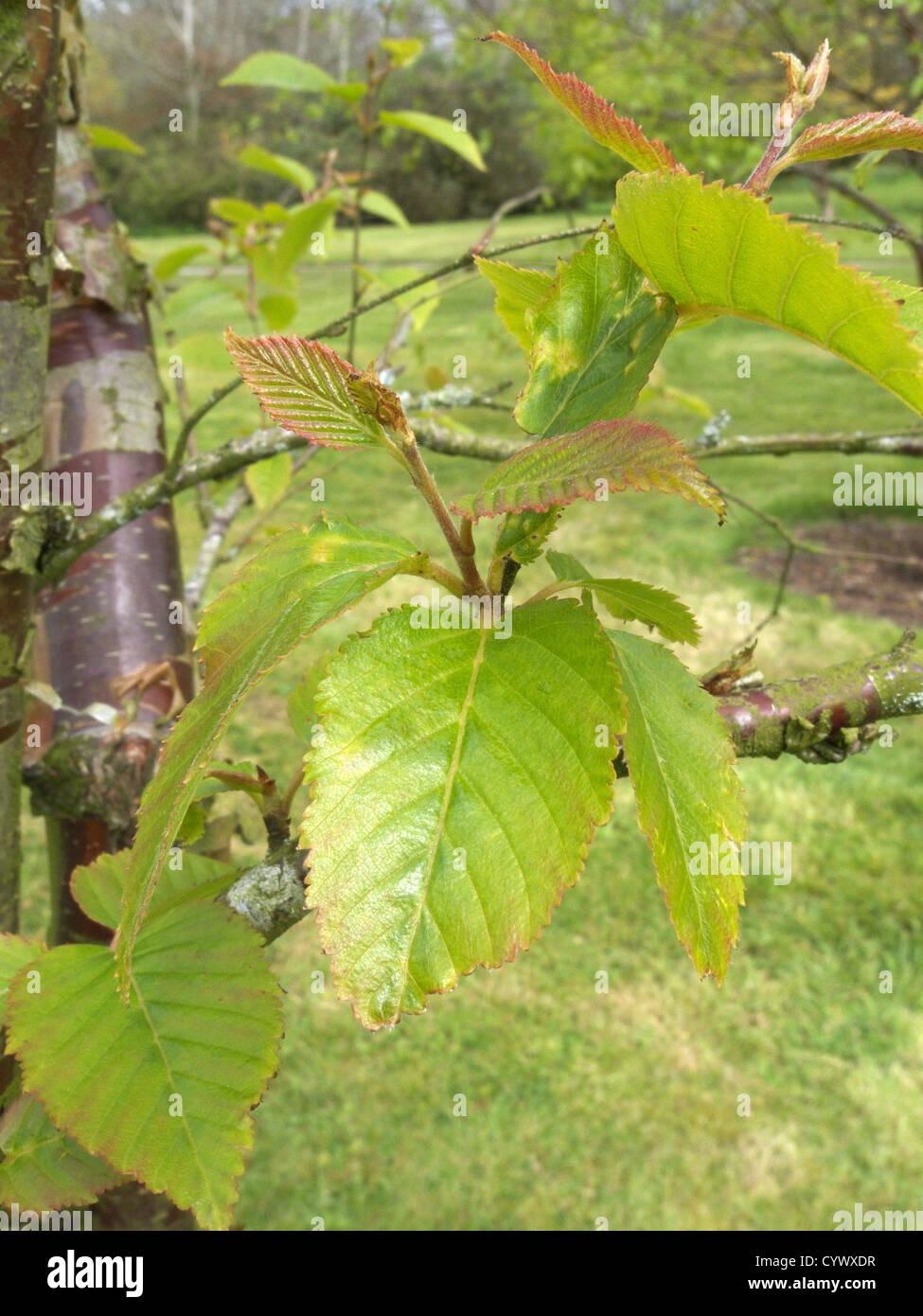 Betula albosinensis ( Chinese Red Birch Tree Stock Photo - Alamy