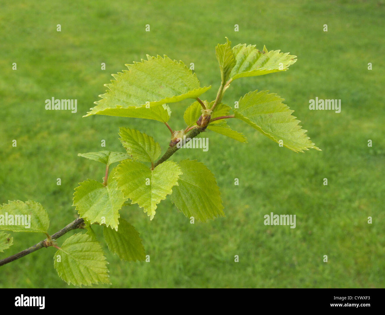 Betula papyrifera ( Paper Birch Stock Photo - Alamy