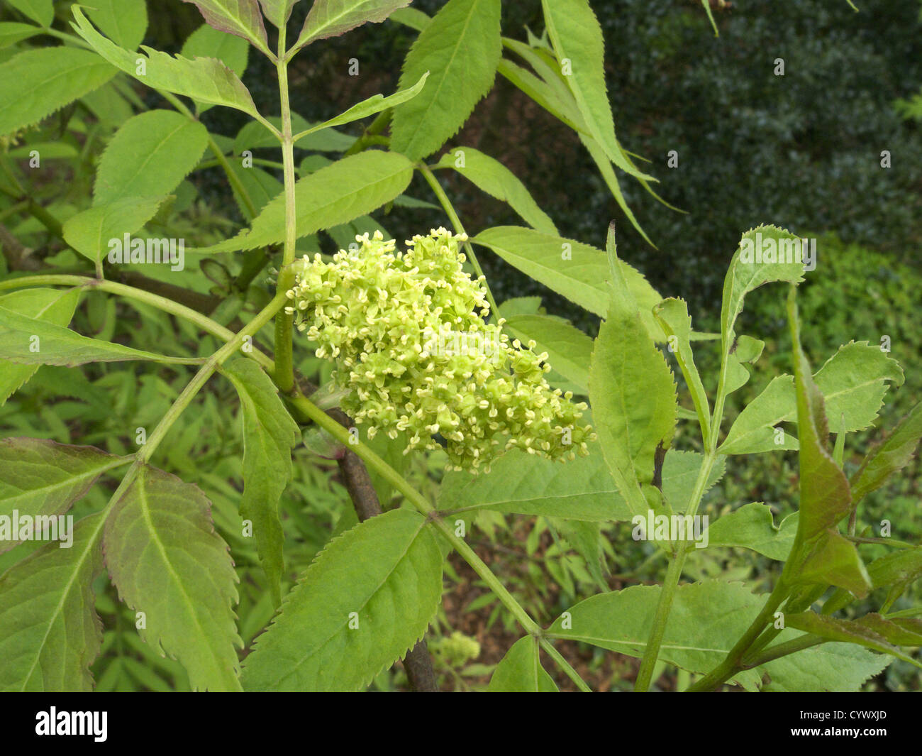 Sambucus nigra 'Aurea' ( Golden Elder Stock Photo - Alamy