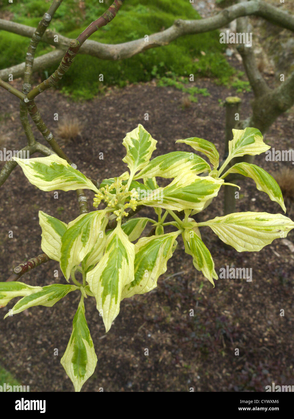 Cornus controversa 'variegata' ( Variegated Dogwood Stock Photo - Alamy