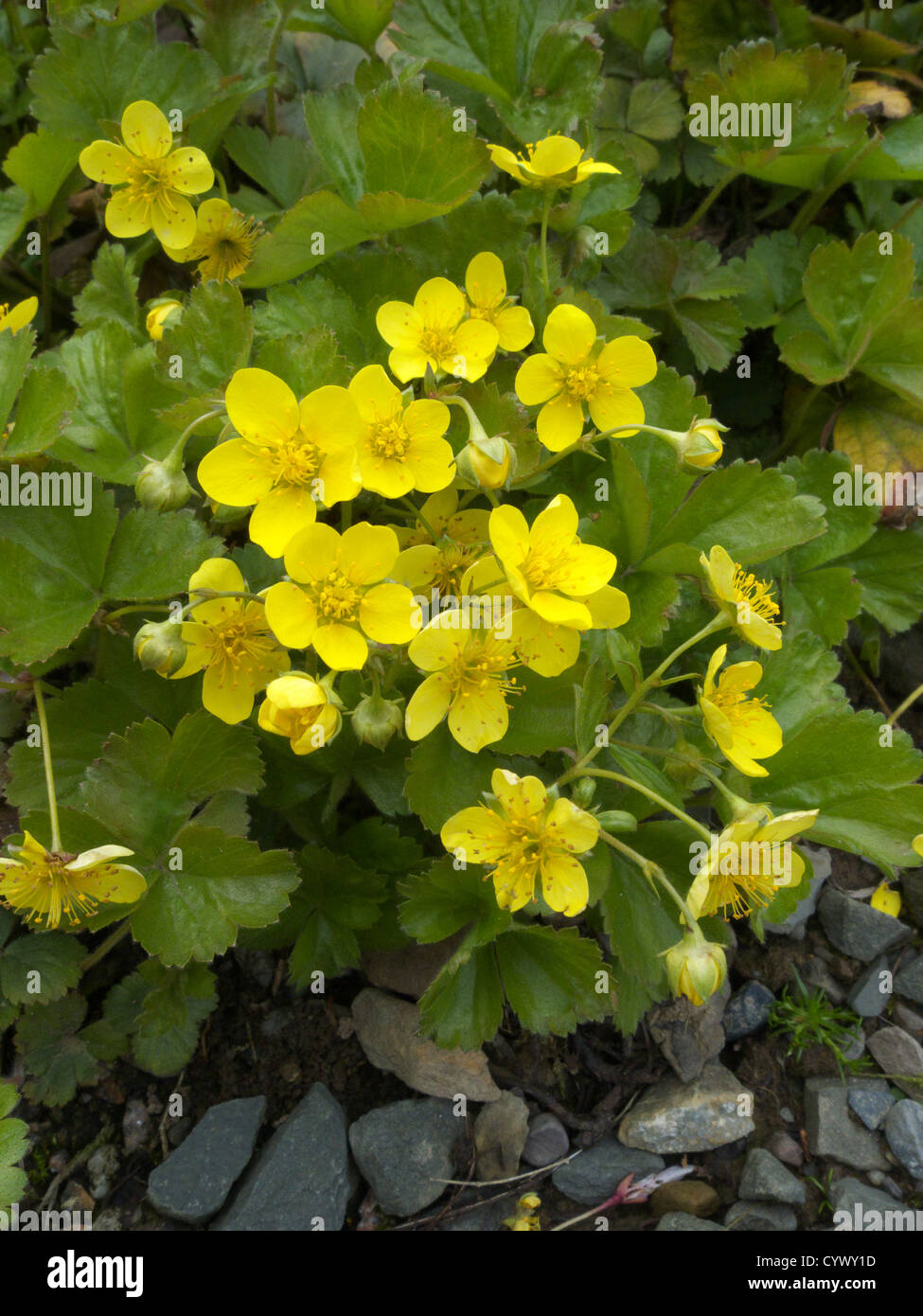 Waldsteinia ternata ( Siberian Waldsteinia ) in Flower Stock Photo - Alamy