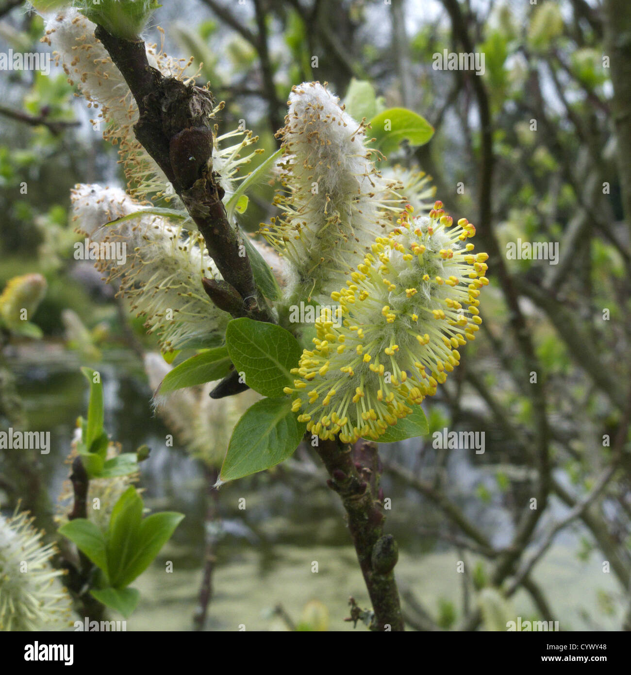 Halberd Willow ( Salix hastata 'Wehrhahnii' Stock Photo - Alamy