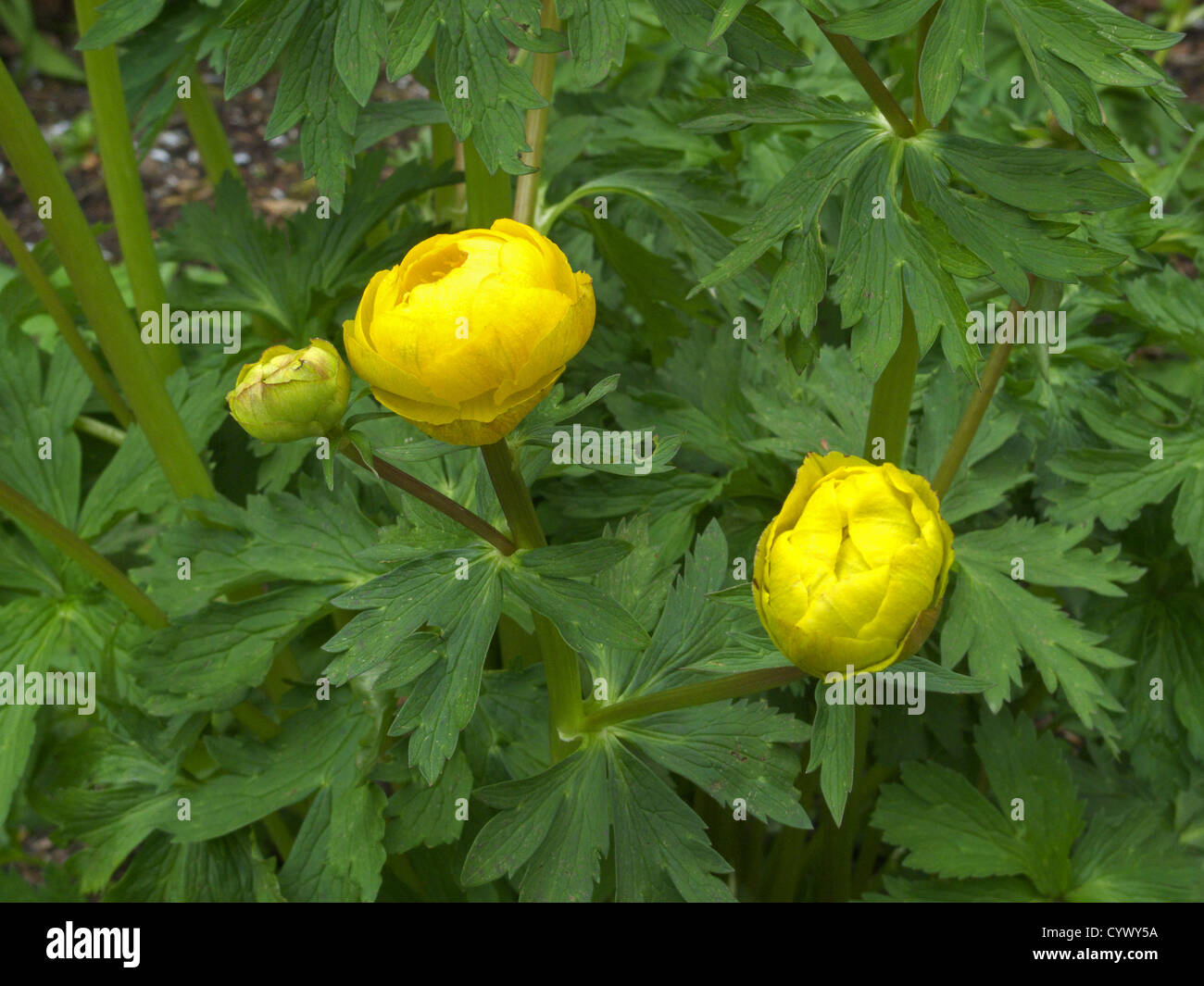 Trollius cultorum hi-res stock photography and images - Alamy