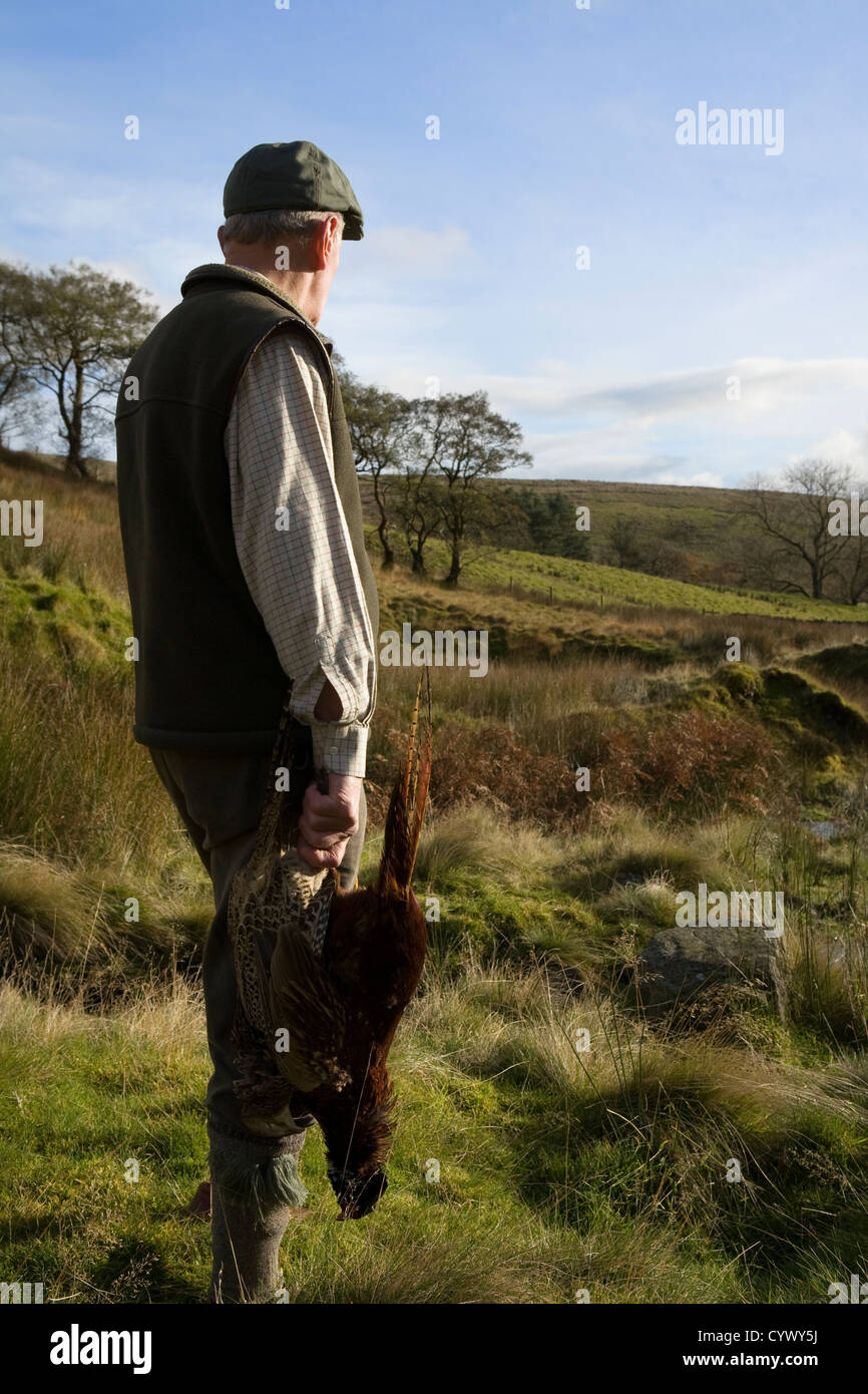 Gamekeeper huntsman holding shot pheasants; shoot shooting game bird ...