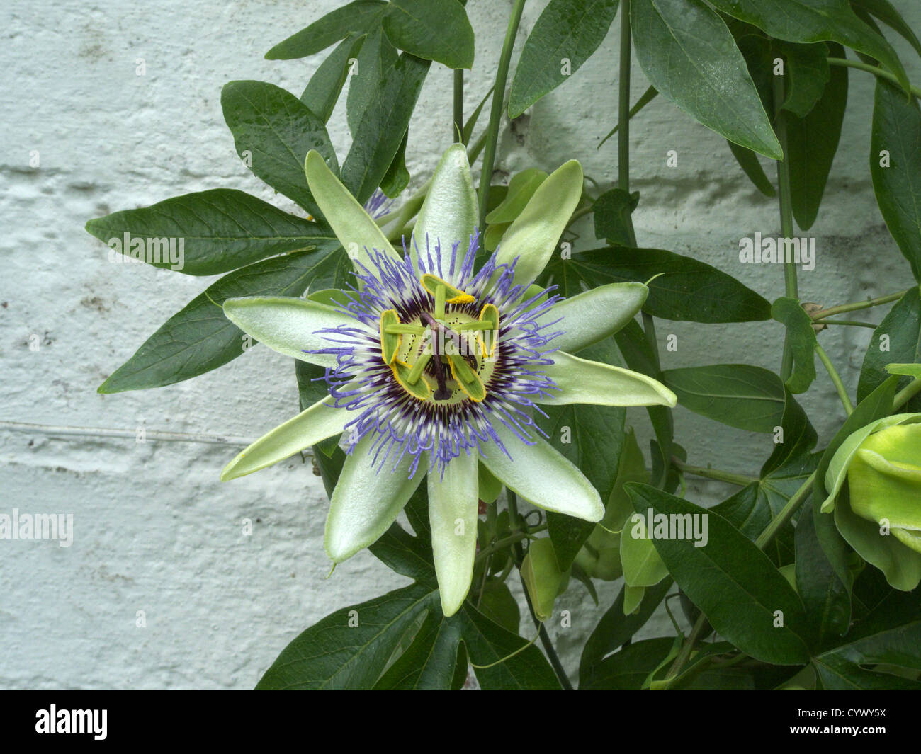 Passionflower passionflowers passiflora flower hi-res stock photography ...