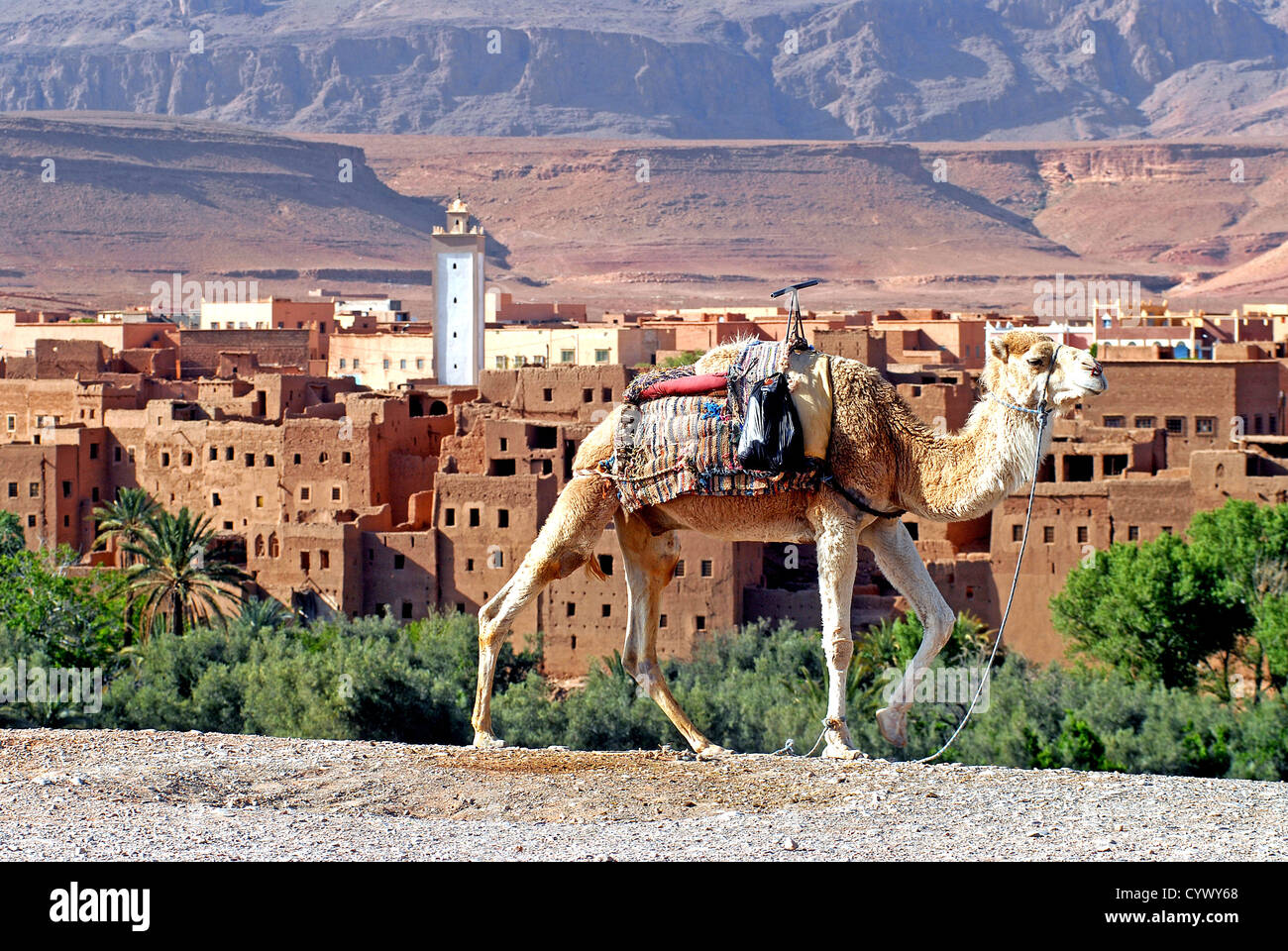oasis Tinerhir Todra valley Morocco Stock Photo - Alamy