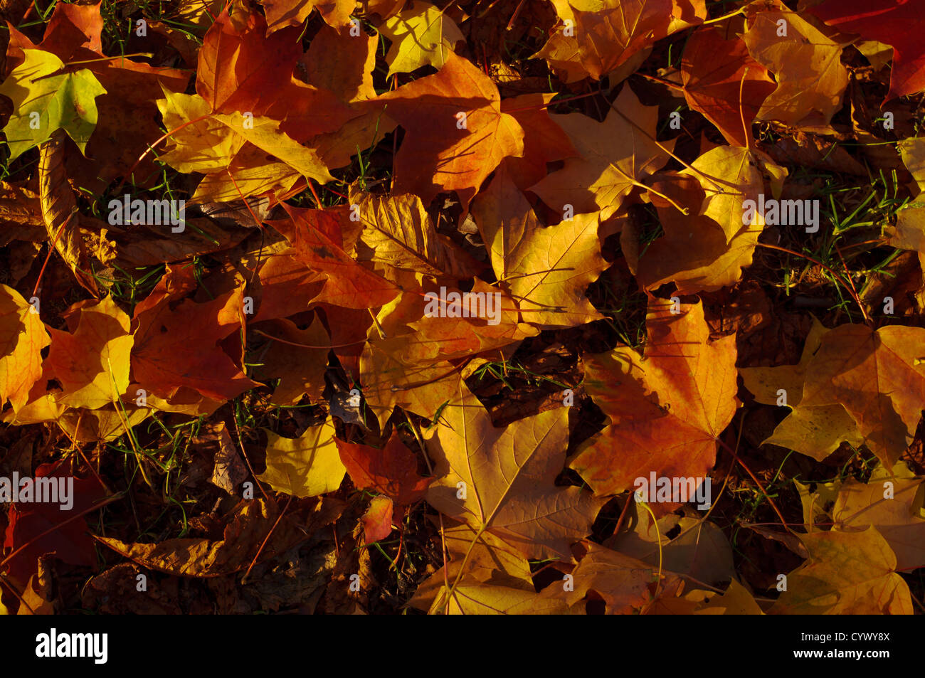 Top view red maple hi-res stock photography and images - Alamy