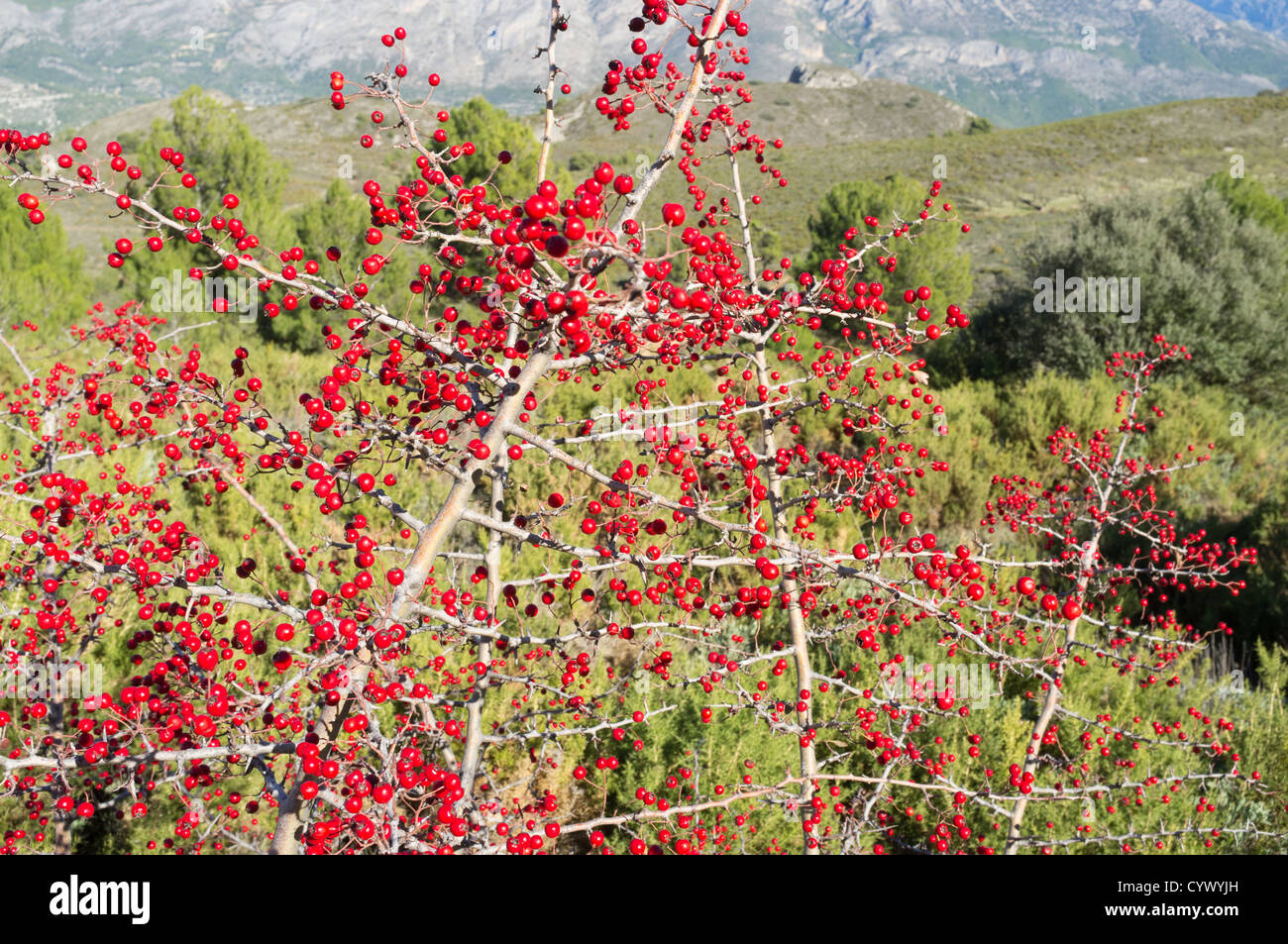 Mastic bush hi-res stock photography and images - Alamy