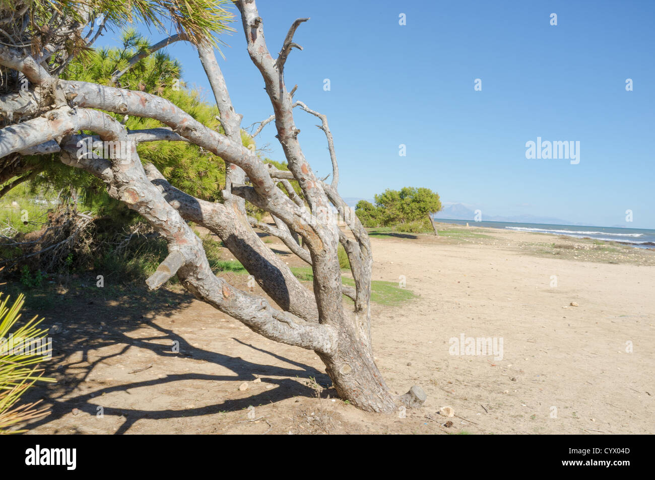 Coastal windswept tree hi-res stock photography and images - Alamy