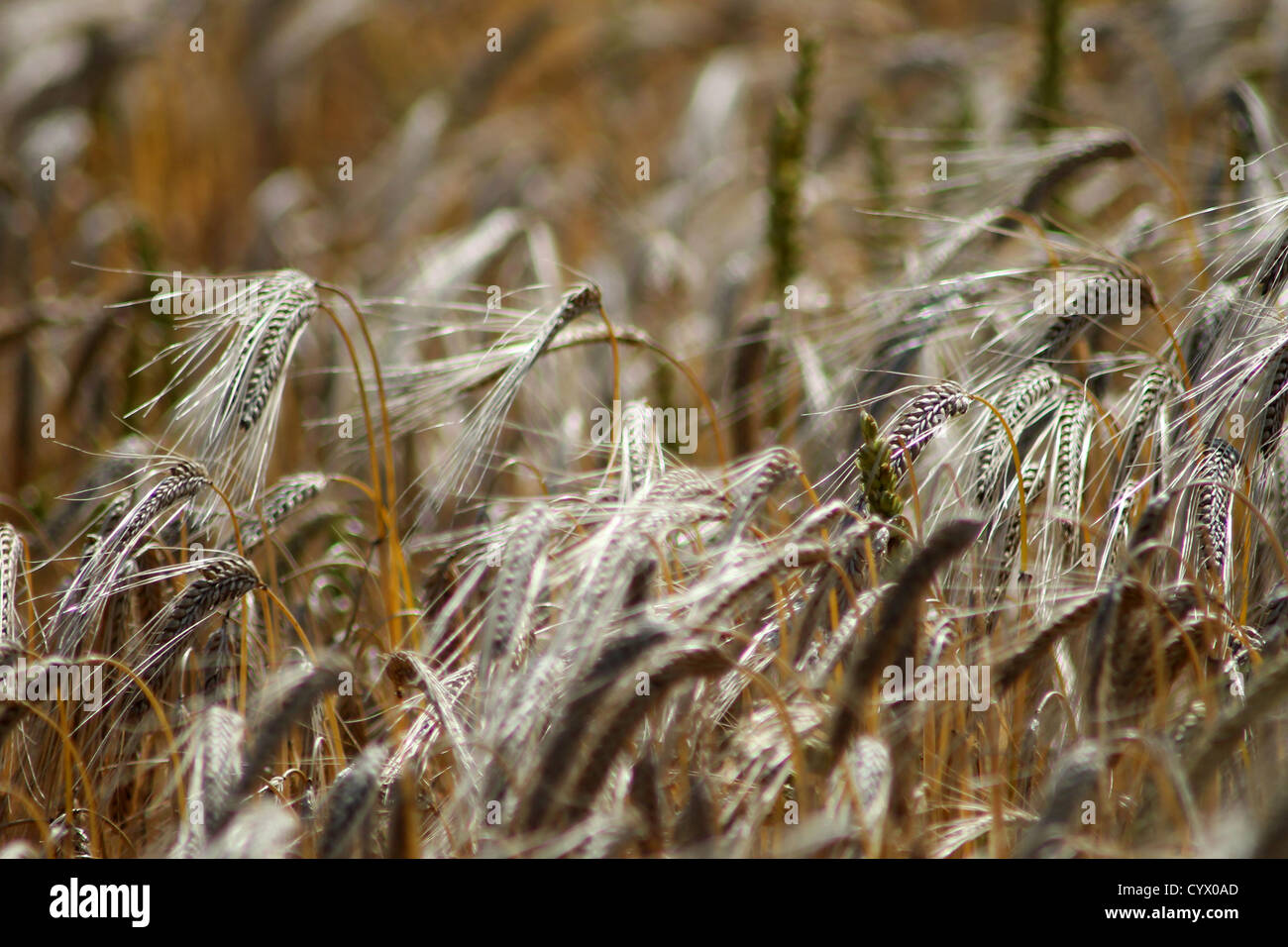 Golden corn field blowing in wind, countryside scene Stock Photo - Alamy