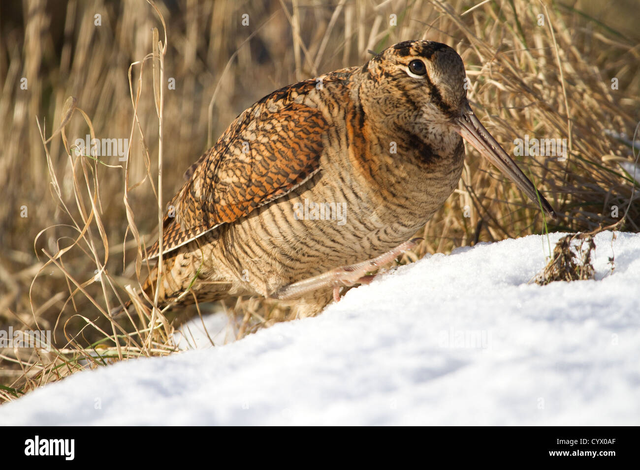 Woodcock hi-res stock photography and images - Alamy