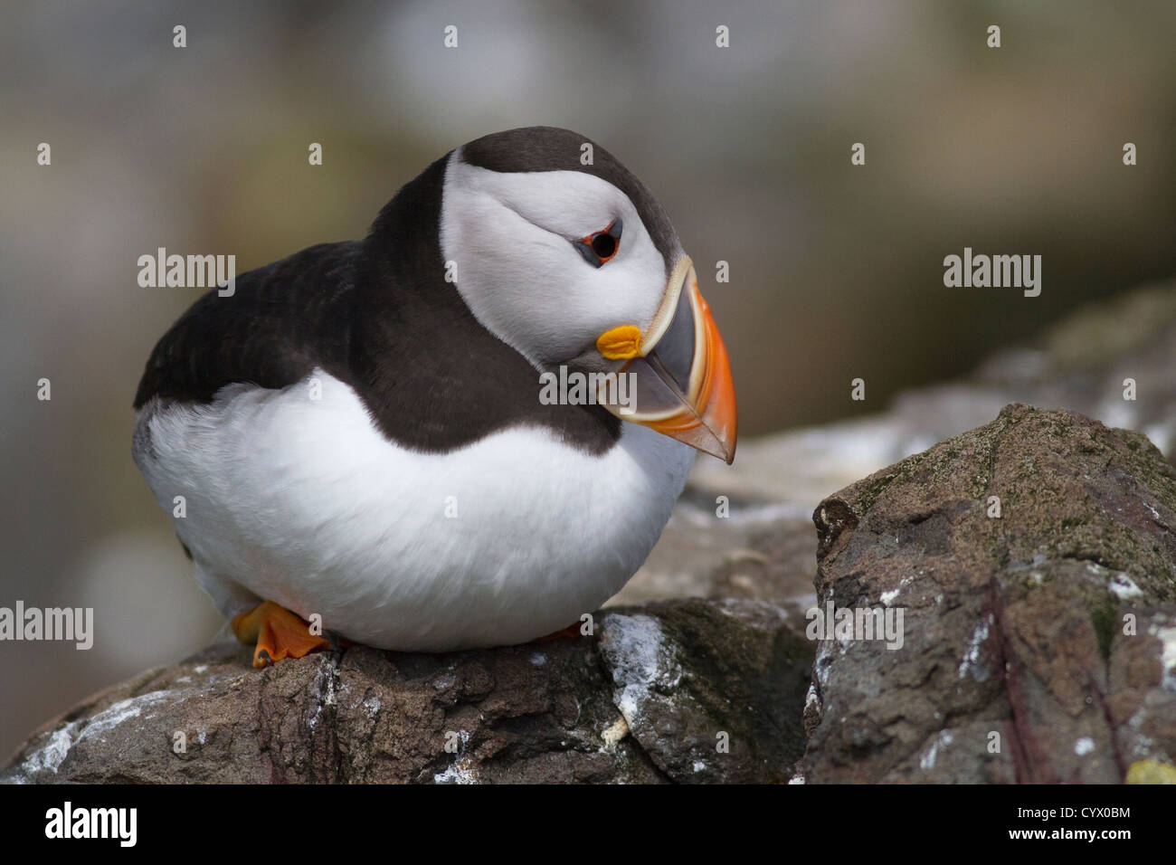 Farnes birds hi-res stock photography and images - Alamy