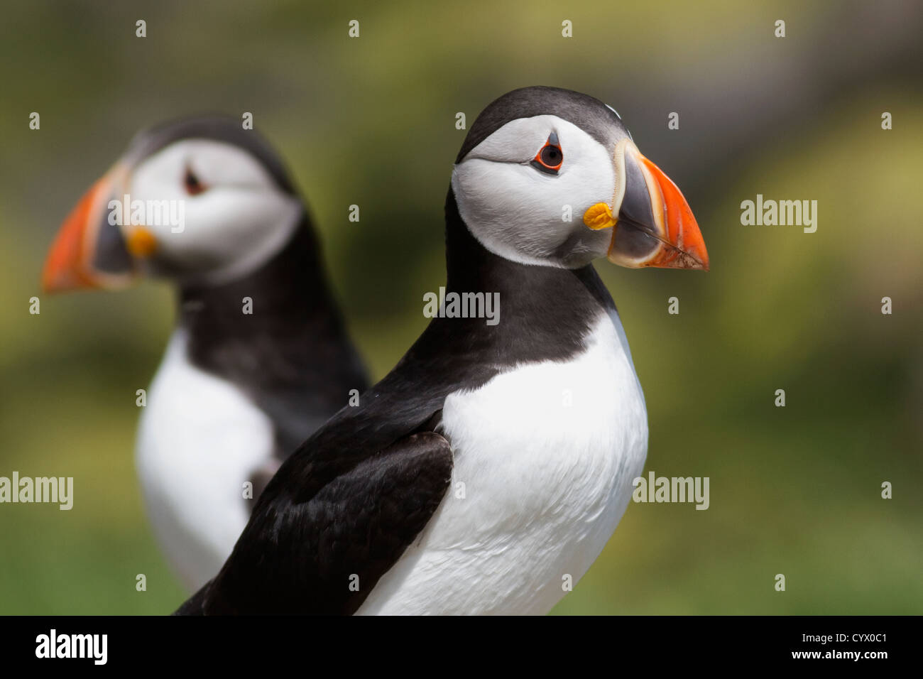 Farnes birds hi-res stock photography and images - Alamy