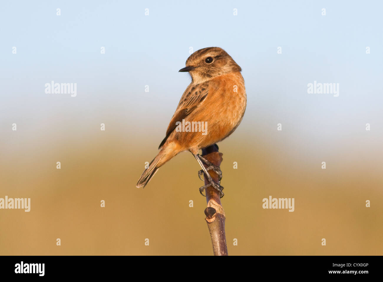 Stonechat female hi-res stock photography and images - Alamy