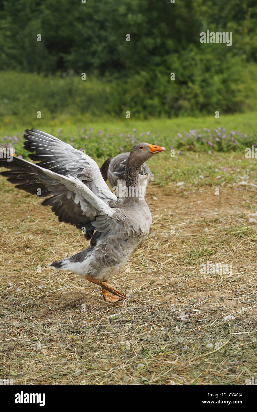 Grey goose france hi-res stock photography and images - Alamy