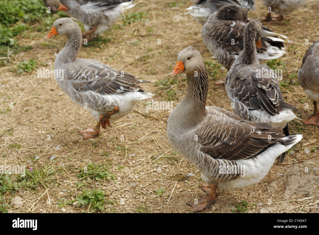 Farm grey geese in France Stock Photo - Alamy