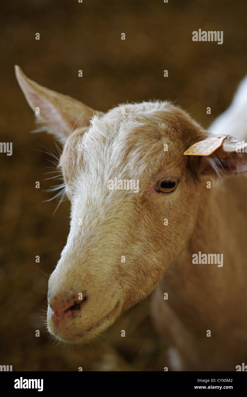 Goat white hi-res stock photography and images - Alamy