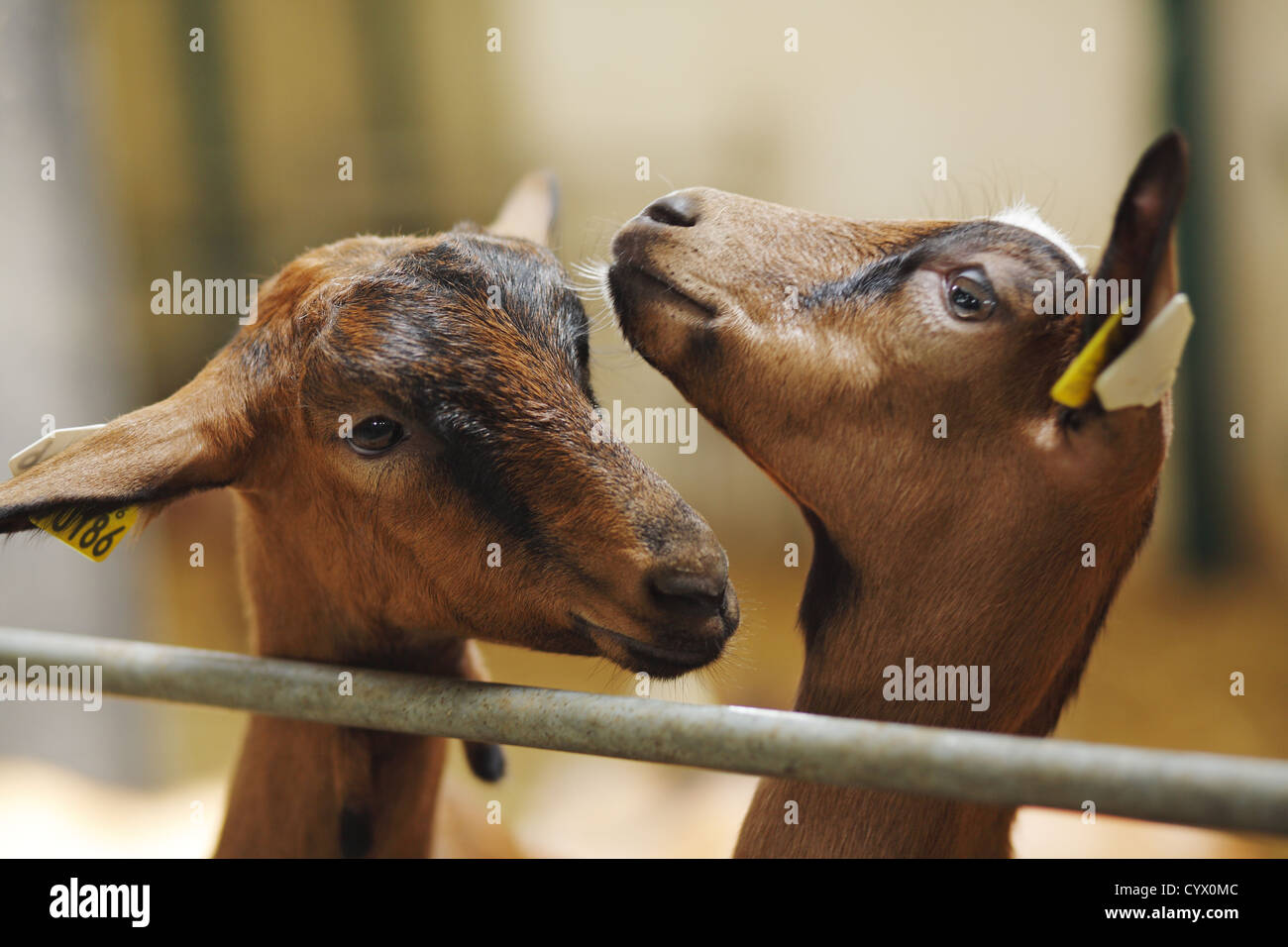 Detail of the goats head hi-res stock photography and images - Alamy
