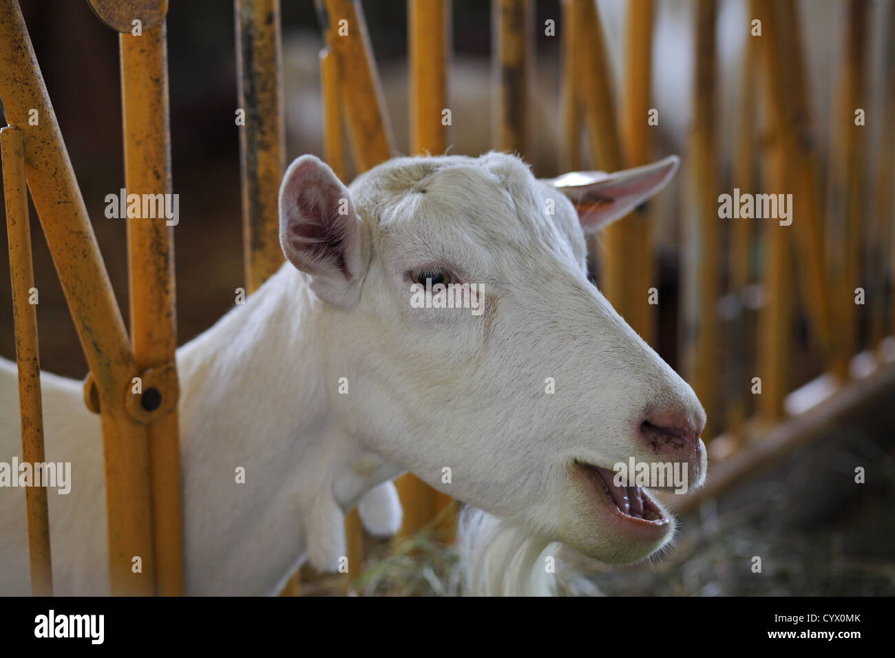 Goat white hi-res stock photography and images - Alamy