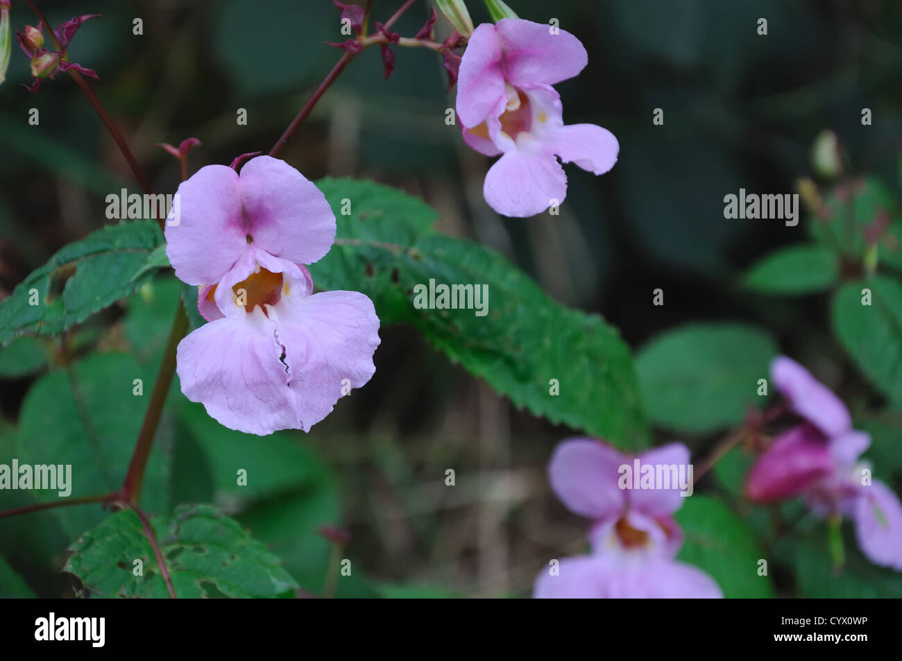 Indian (Himalayan) balsam (Impatiens glandulifera Stock Photo - Alamy