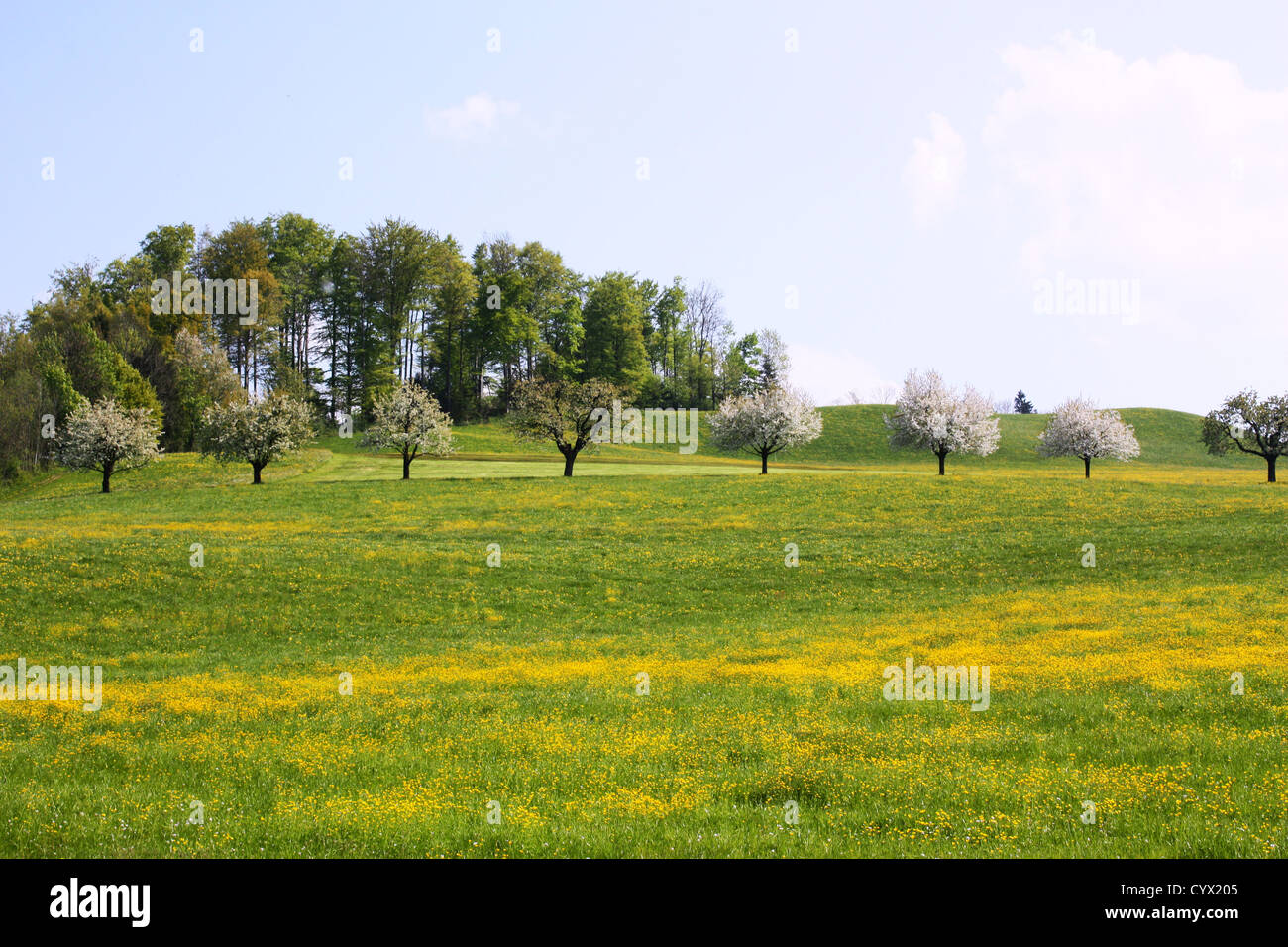 Trees and green grass fields hi-res stock photography and images - Alamy