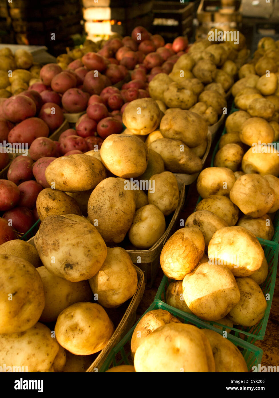 potatoes on display, Union Square Greenmarket, New York City, USA Stock ...