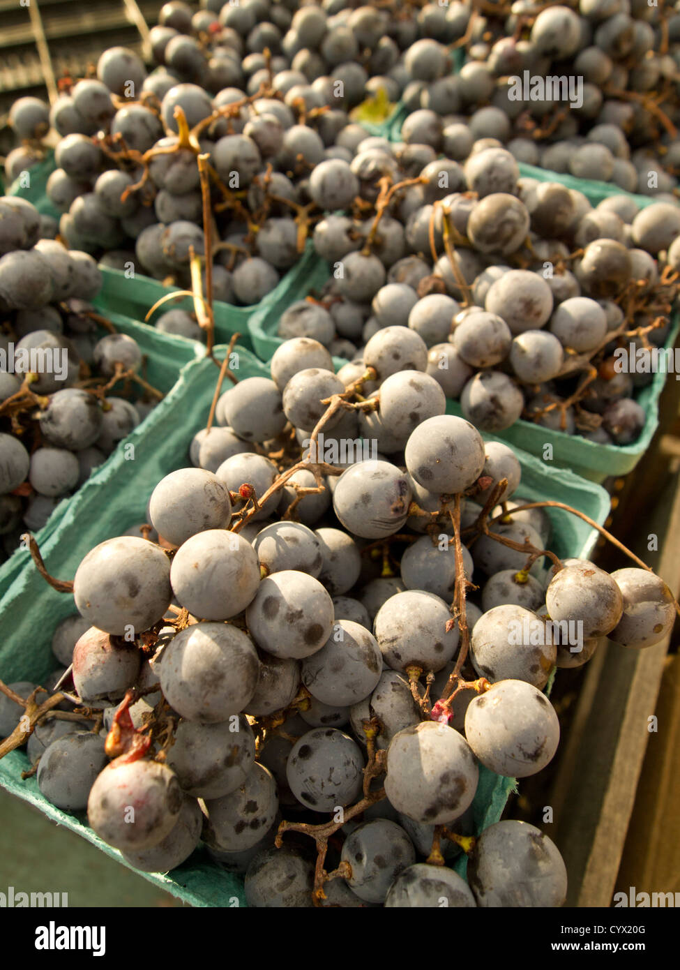 Baskets grapes hi-res stock photography and images - Alamy