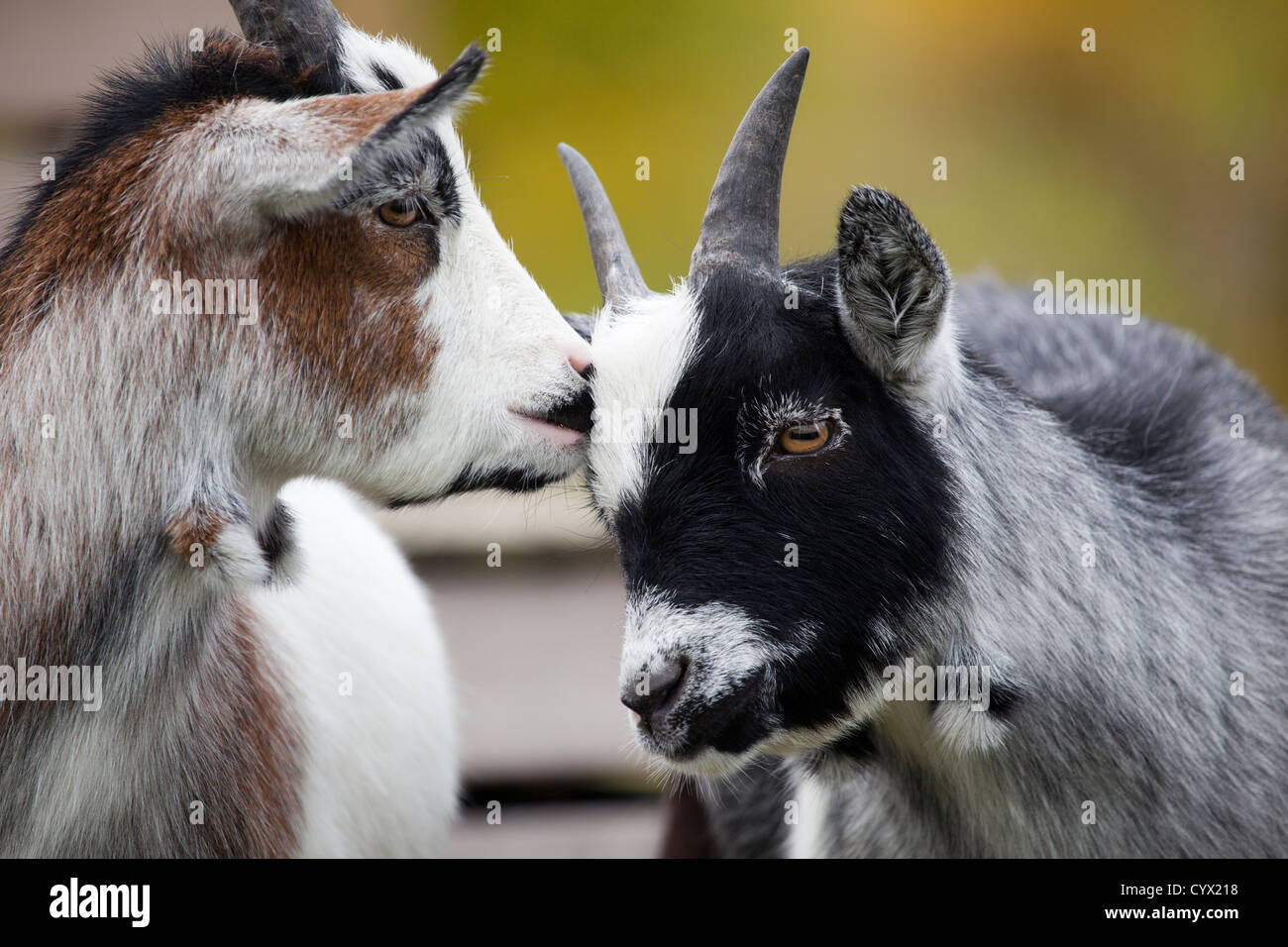 Baby goat hi-res stock photography and images - Alamy