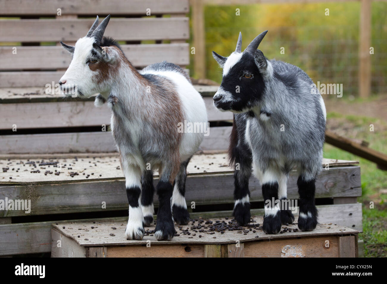 Goat rearing hi-res stock photography and images - Alamy