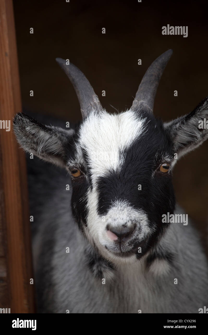 Goat rearing hi-res stock photography and images - Alamy