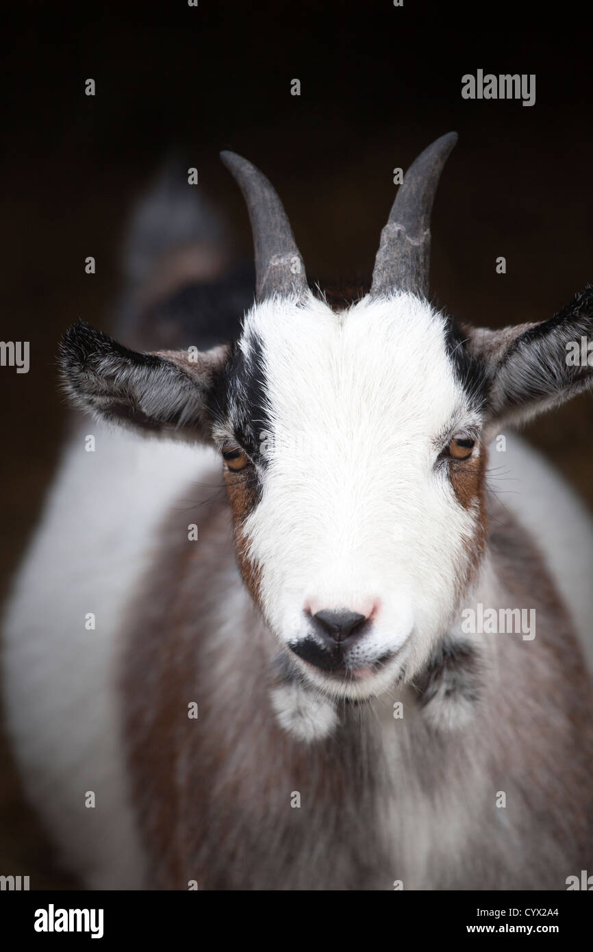 Goat rearing hi-res stock photography and images - Alamy