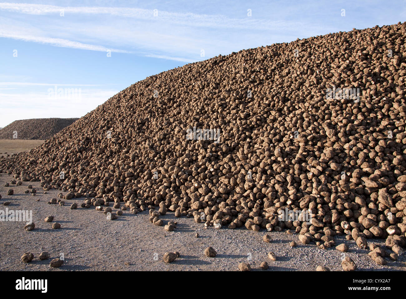 Large piles of Sugar Beets Sugar Beet harvest Saginaw County Michigan ...