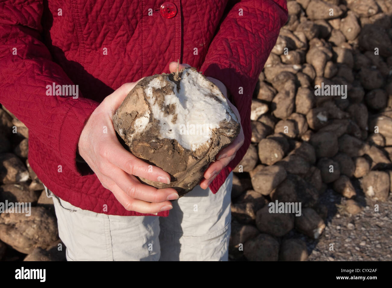 Single Sugar Beet split open, Saginaw County Michigan Fall USA Stock ...