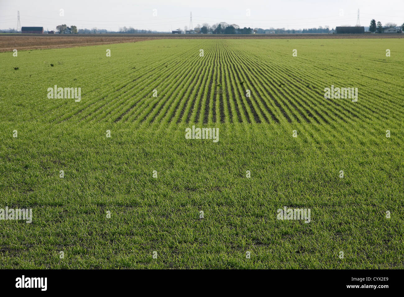Freshly germinated Winter Wheat, Autumn Saginaw County, Michigan USA ...