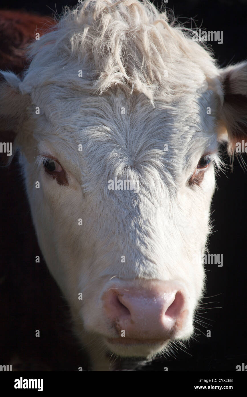 Closeup of hereford cow hi-res stock photography and images - Alamy