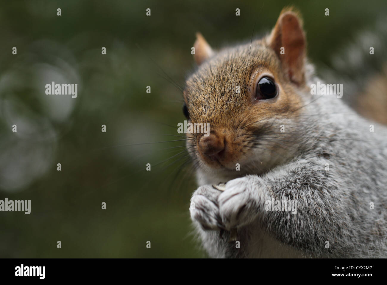 grey squirrel sat eating Stock Photo - Alamy