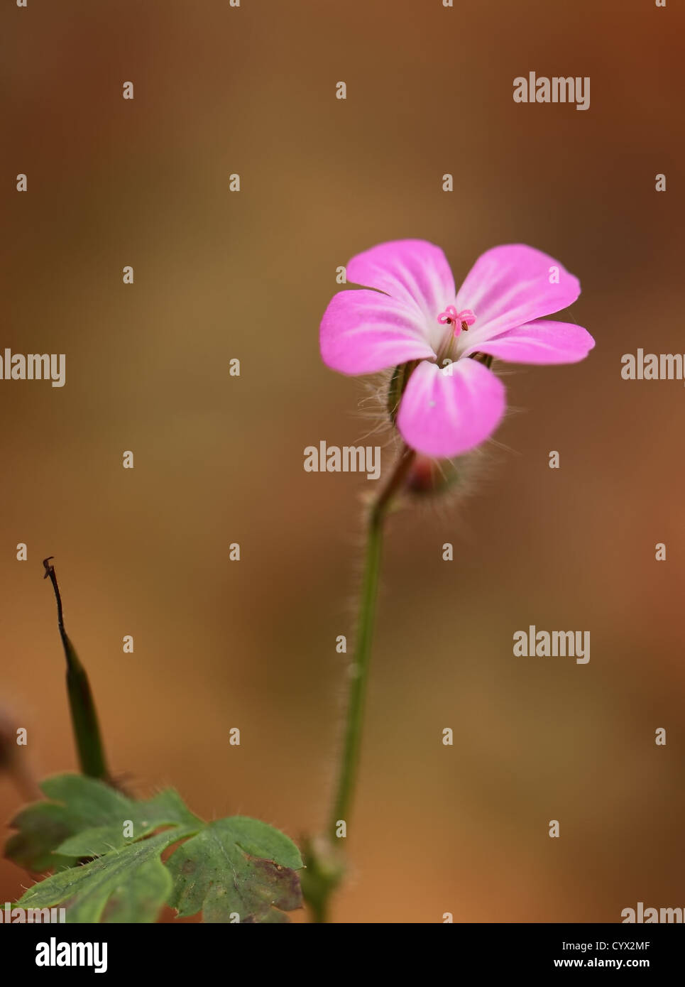 a small pink wild flower geranium robertianum herb robert Stock Photo ...
