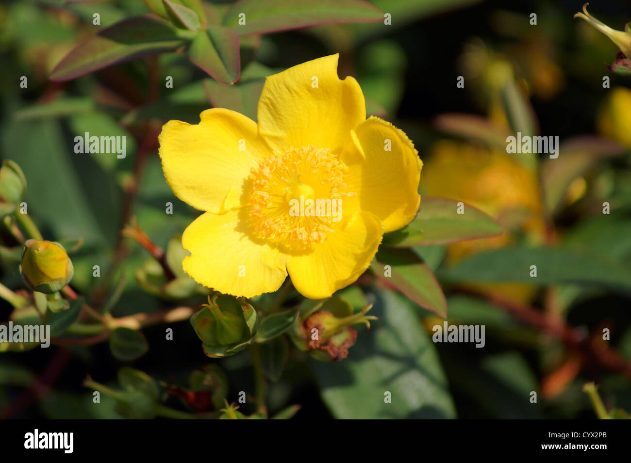 Hypericum forrestii hi-res stock photography and images - Alamy