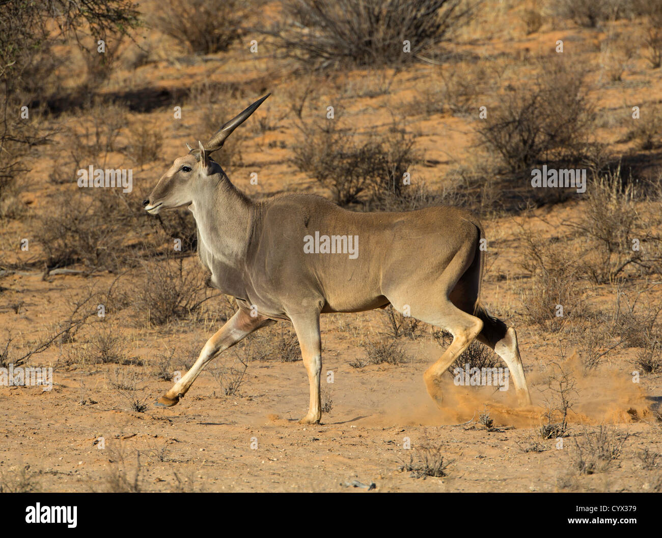eland antelope running Stock Photo - Alamy