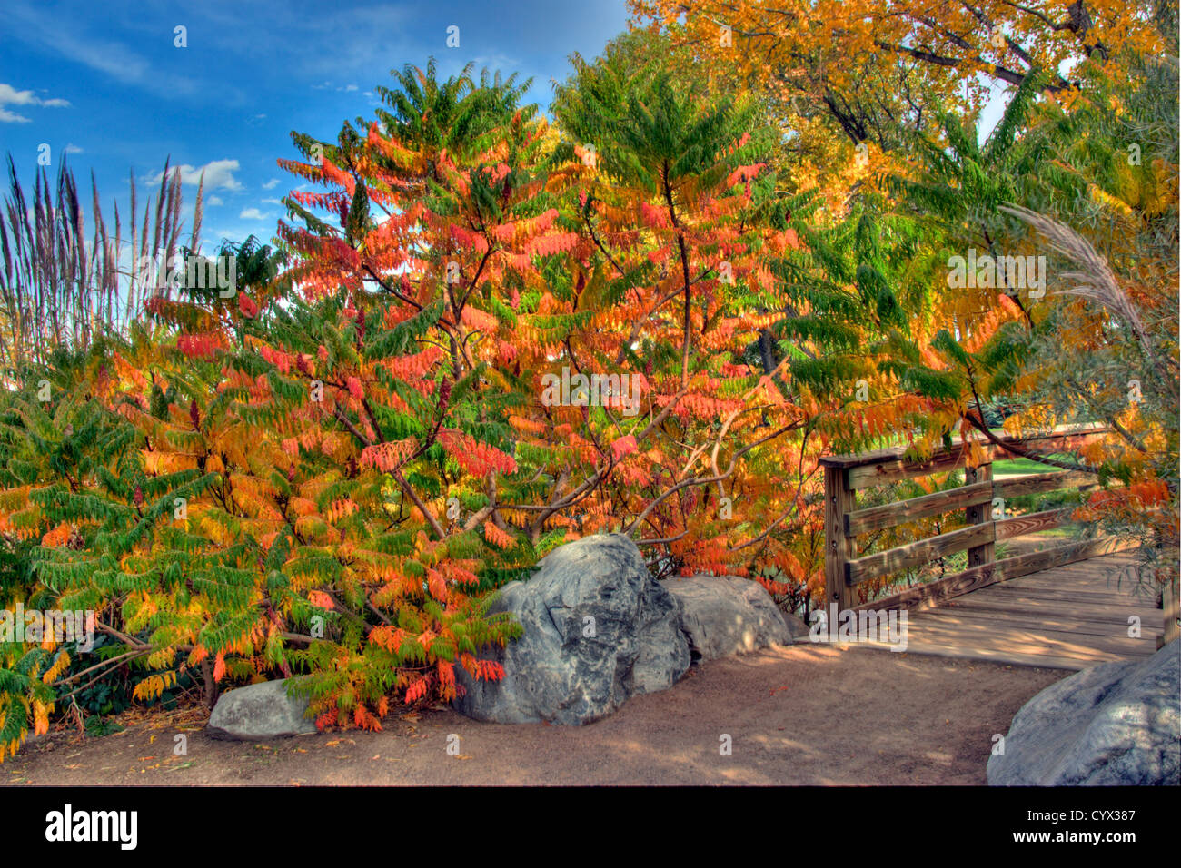 Staghorn Sumac transitioning from summer to fall leaf color Stock Photo ...