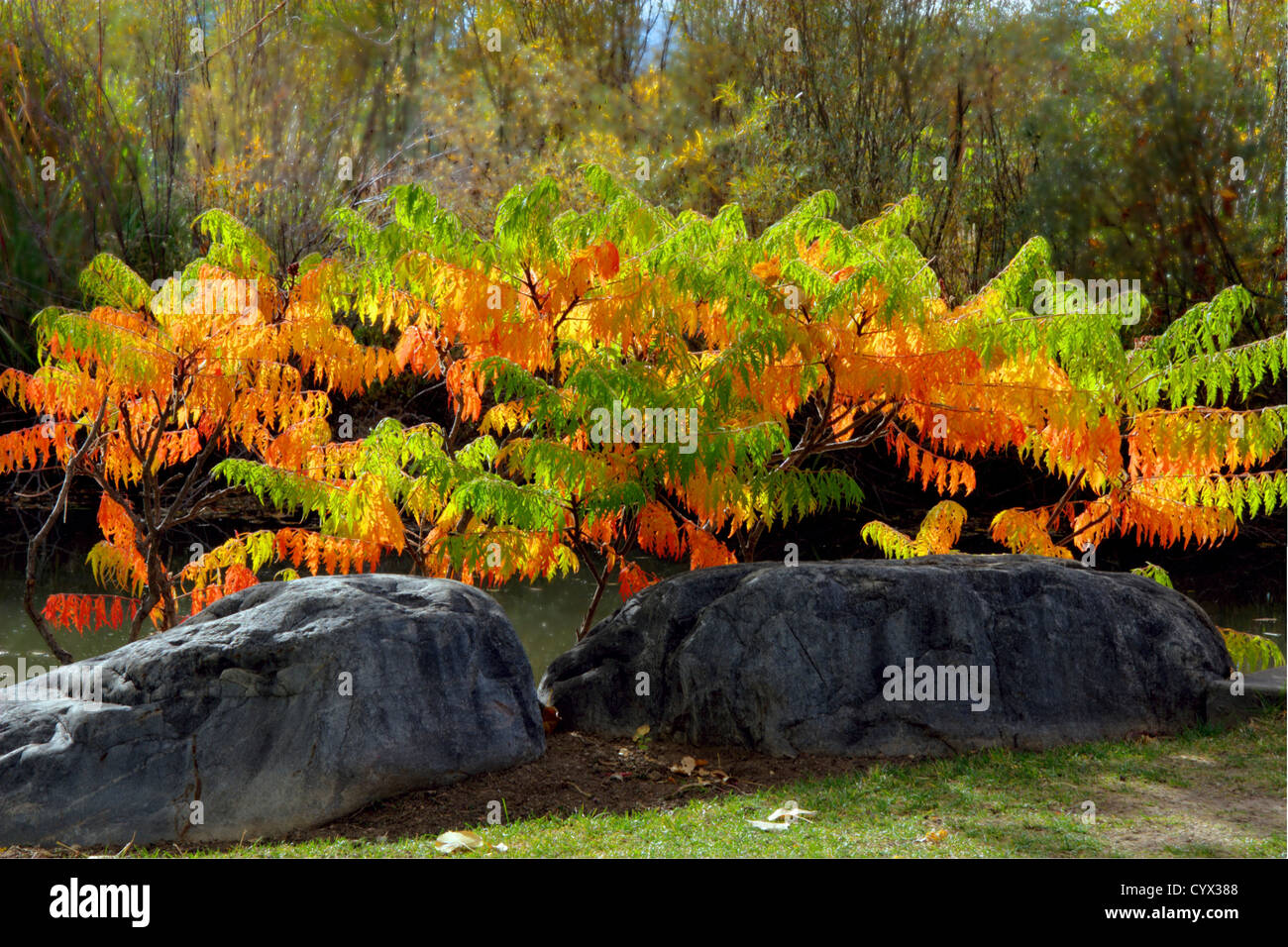 Staghorn Sumac transitioning from summer to fall leaf color Stock Photo ...