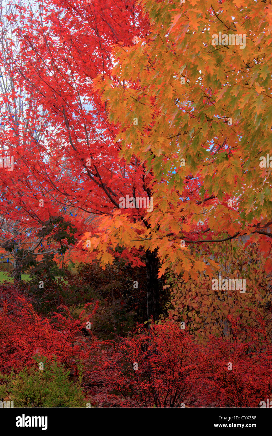 Oak trees quercus maple trees hi-res stock photography and images - Alamy