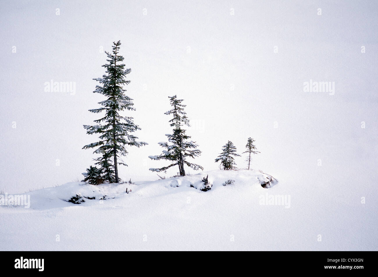 Krummholz and tree hi-res stock photography and images - Alamy