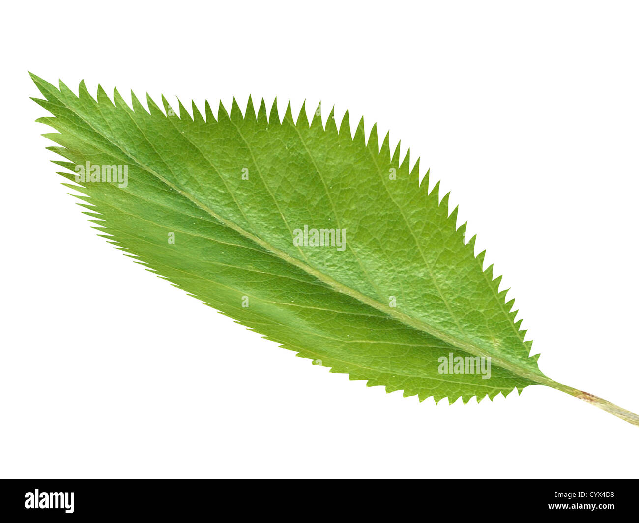 Green fresh leaf isolated on white background Stock Photo - Alamy